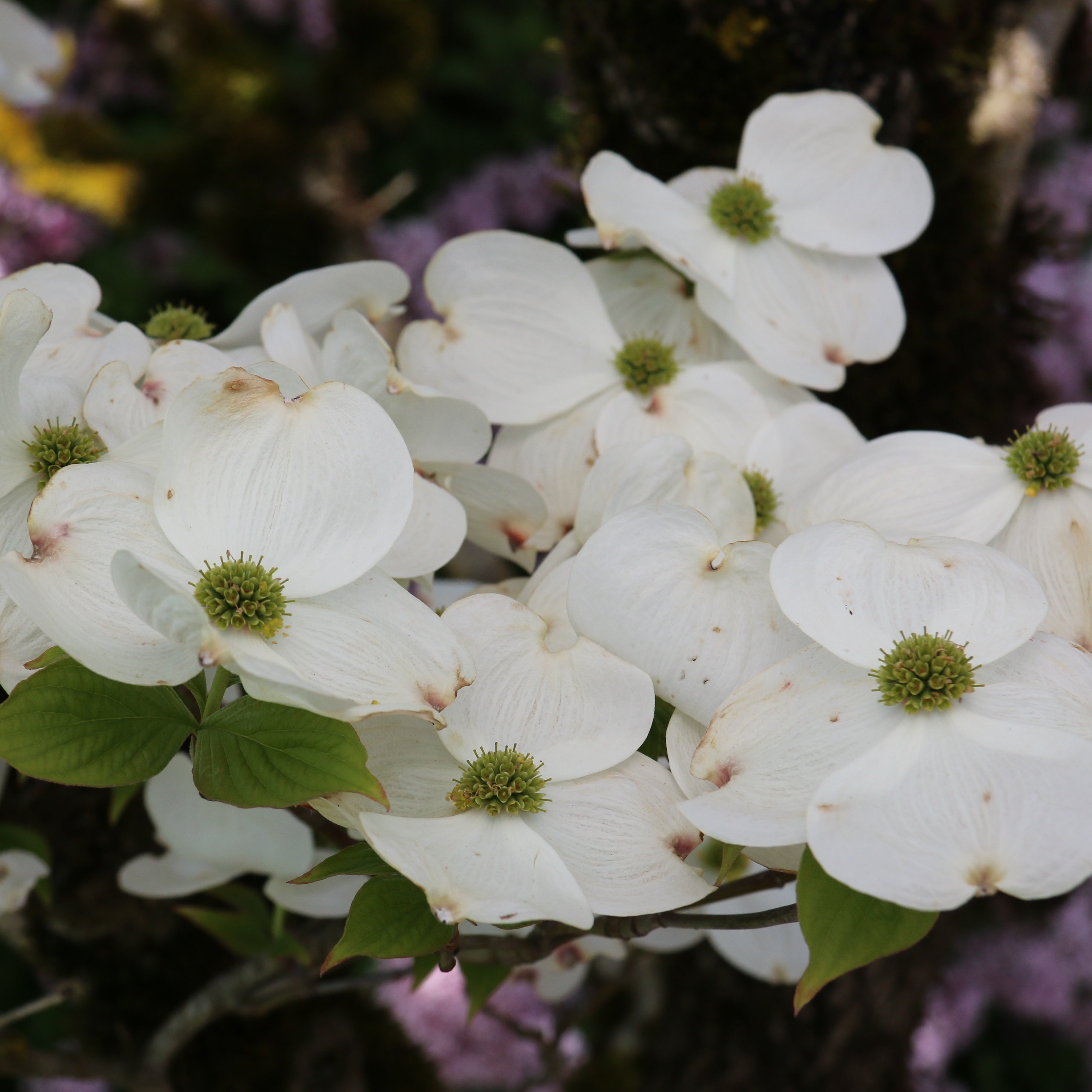 Cloud Nine Flowering Dogwood – Gasper Home & Garden