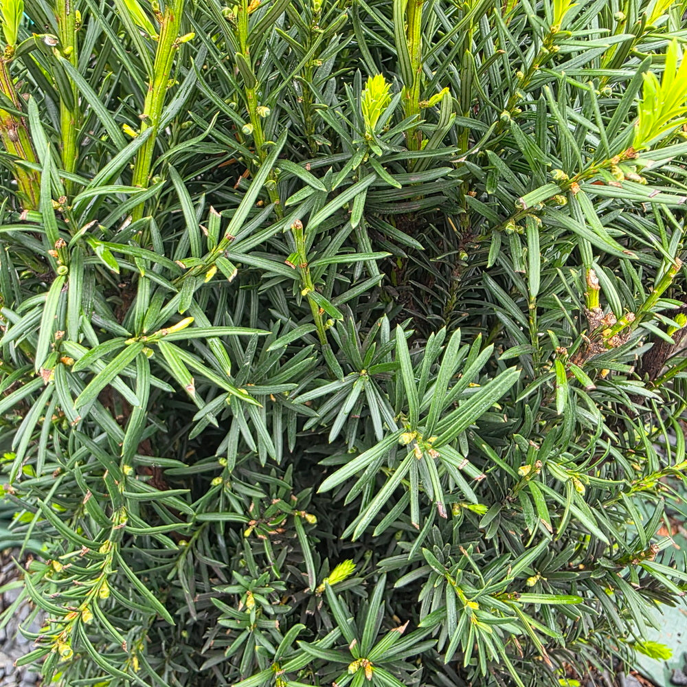 Hicks Yew – Gasper Home & Garden