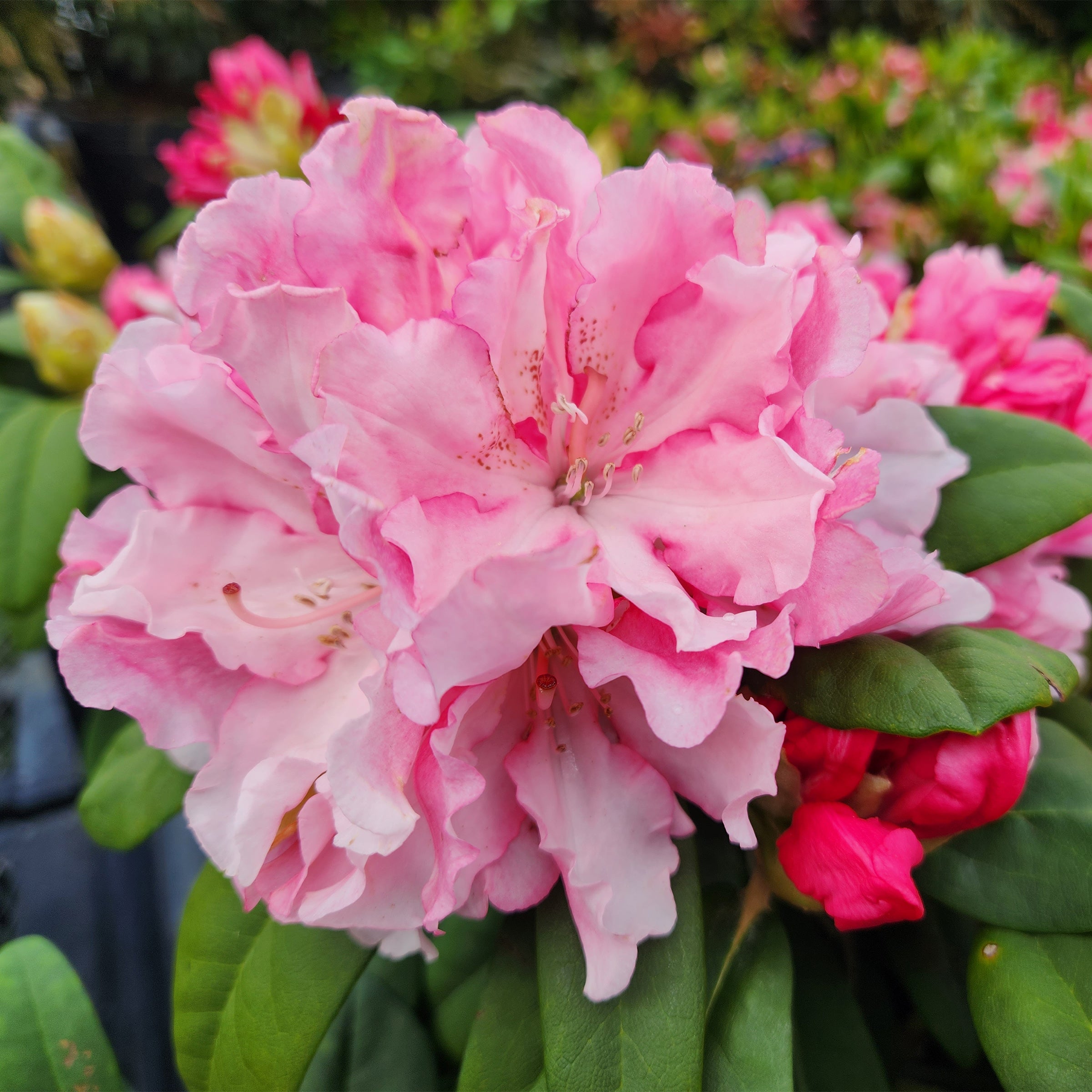 Yaku Prince Rhododendron – Gasper Home & Garden