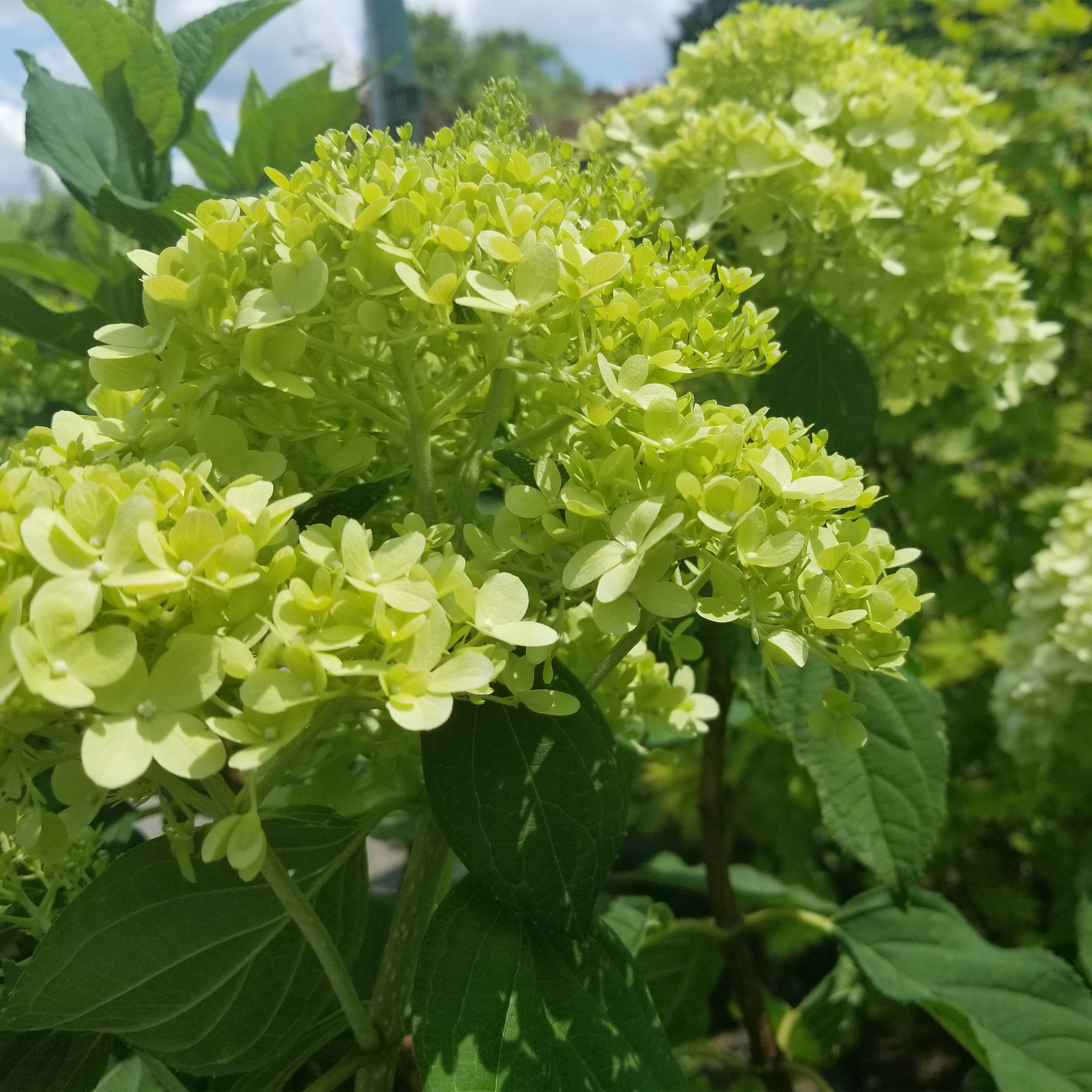 Limelight Panicle Hydrangea - Tree Form – Gasper Home & Garden