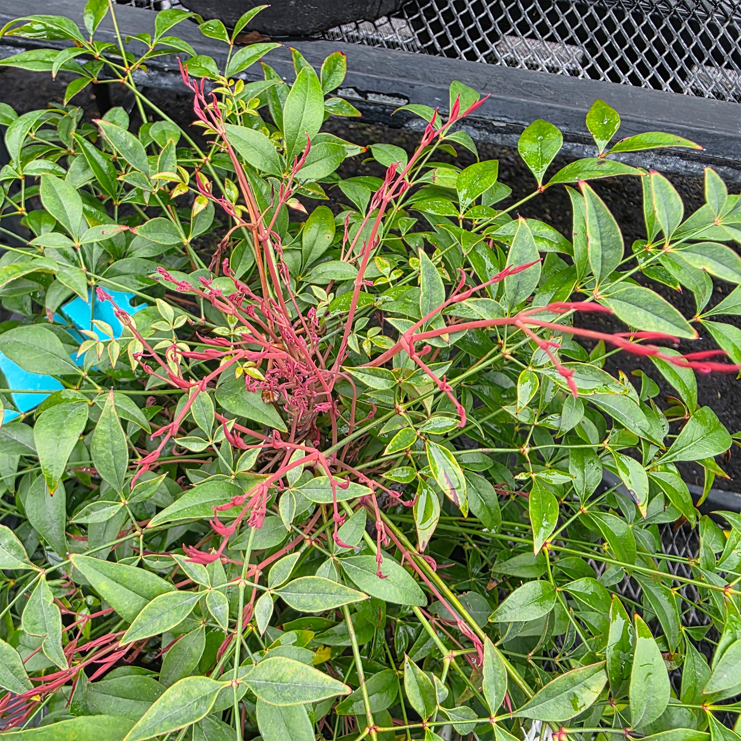 Gulf Stream Heavenly Bamboo – Gasper Home & Garden