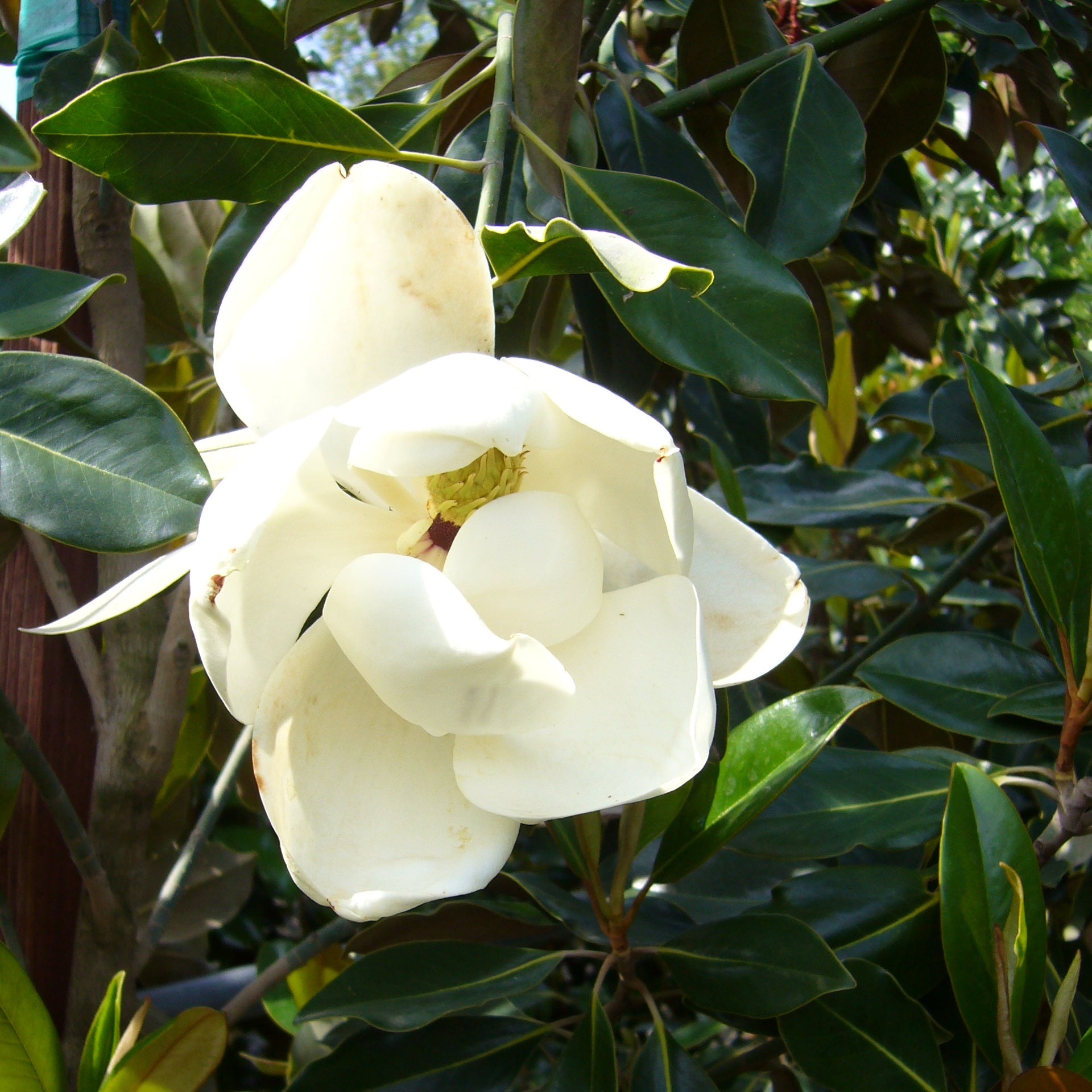 Little Gem Dwarf Southern Magnolia – Gasper Home & Garden