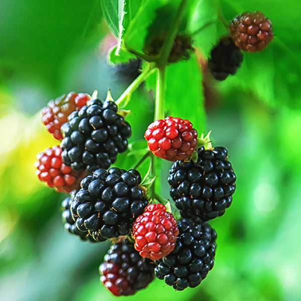 Triple Crown Blackberry – Gasper Home & Garden