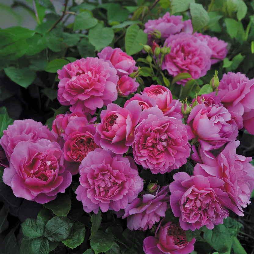 Native Shrubs – Gasper Home & Garden