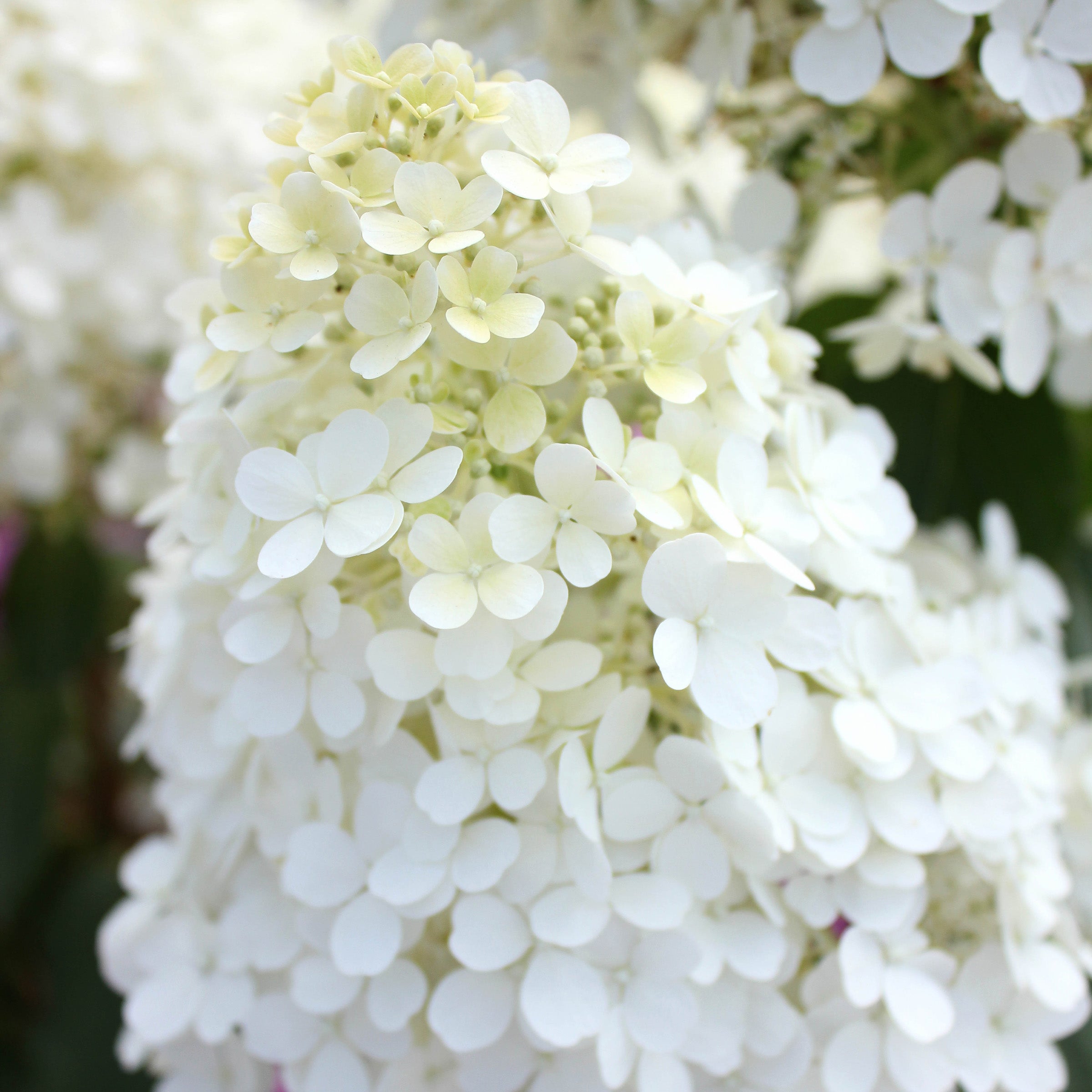 Bobo® Panicle Hydrangea – Gasper Home & Garden