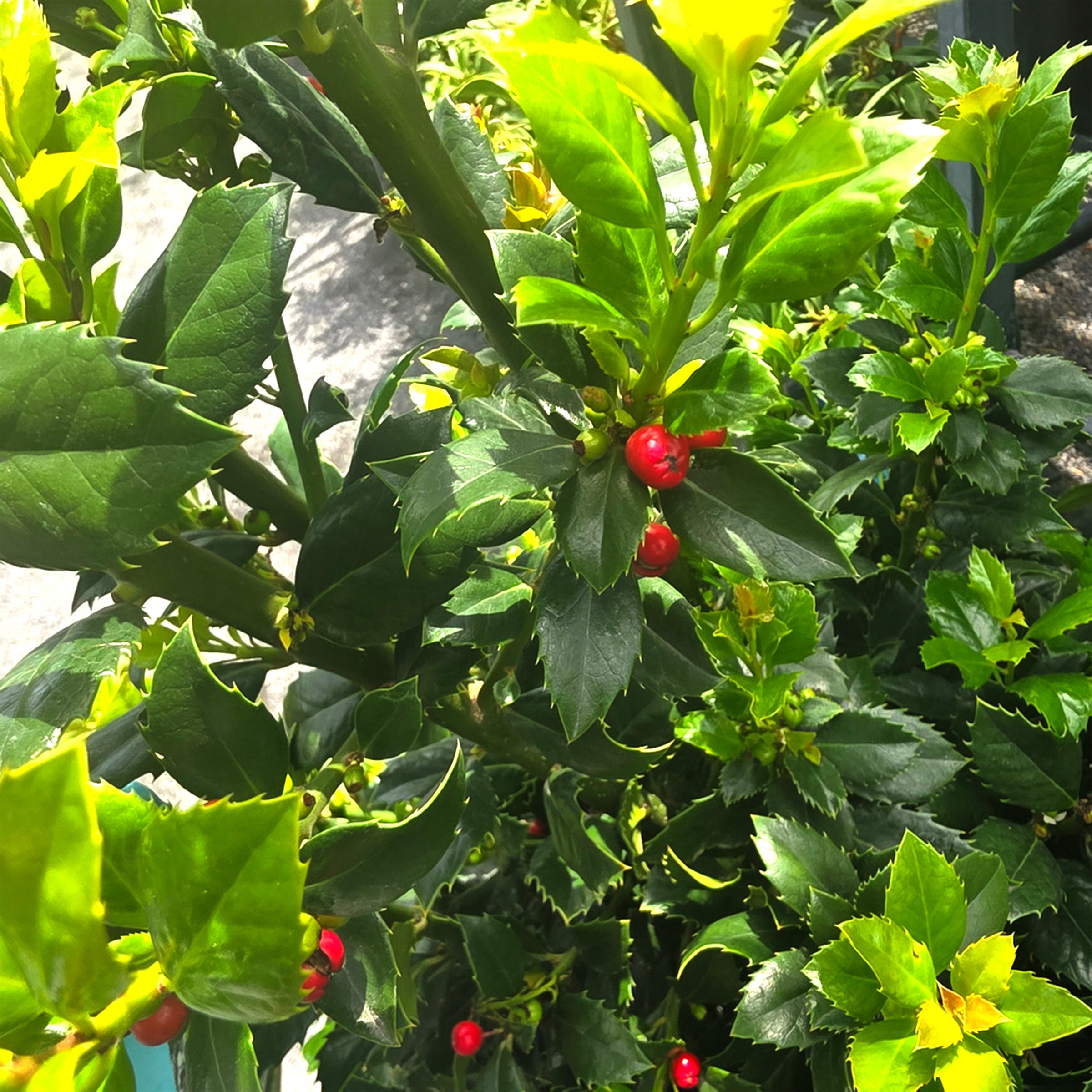 Castle Spire® Blue Holly – Gasper Home & Garden