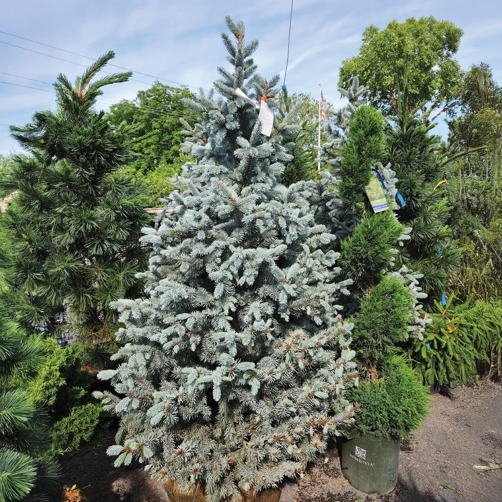Hoop's Blue Spruce – Gasper Home & Garden
