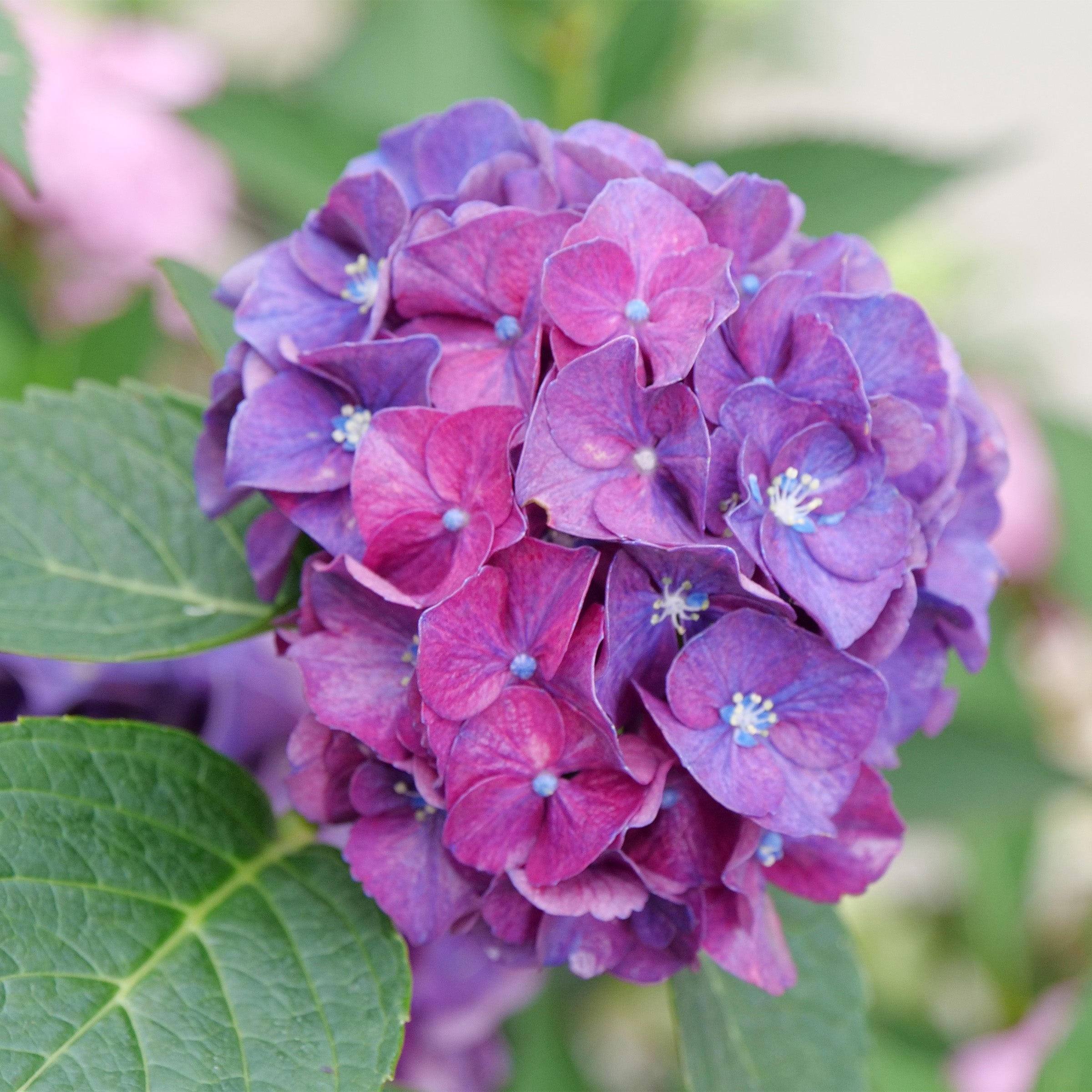 Wee Bit Grumpy® Bigleaf Hydrangea – Gasper Home & Garden