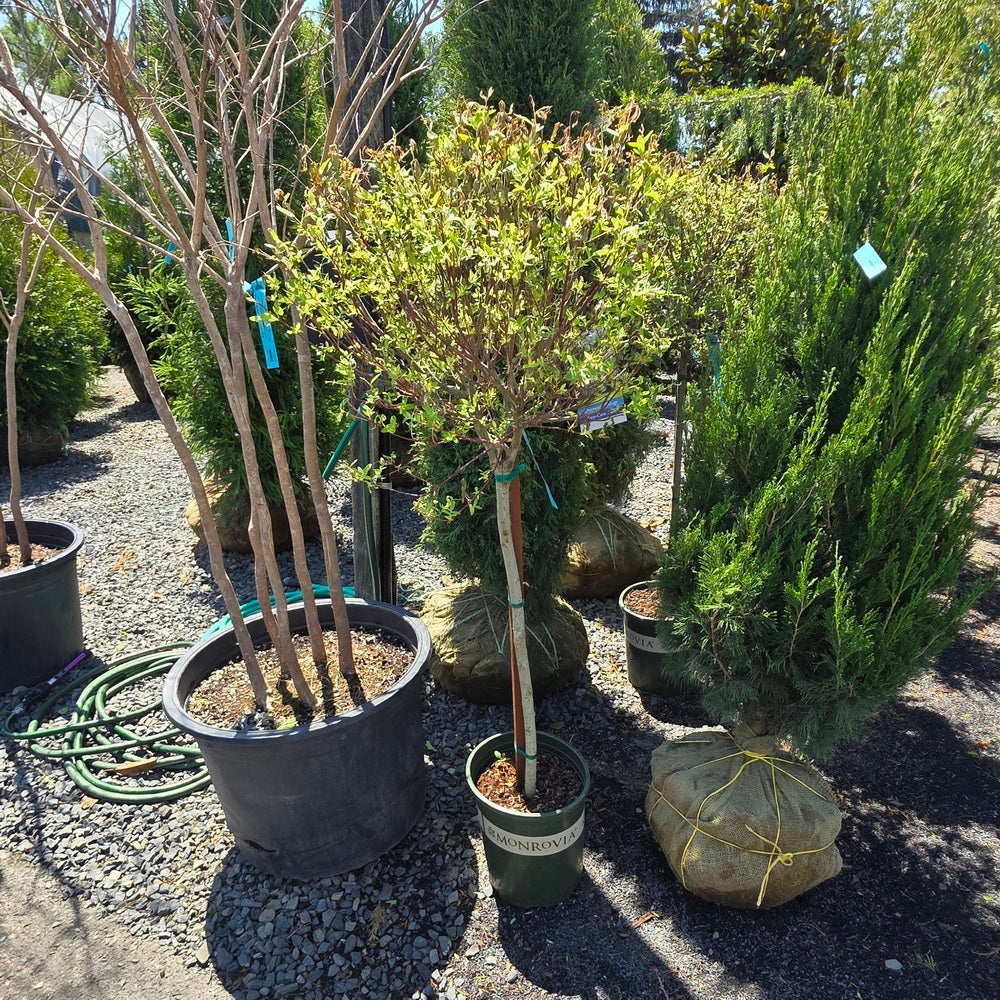 Flamingo Dappled Willow - Tree Form – Gasper Home & Garden