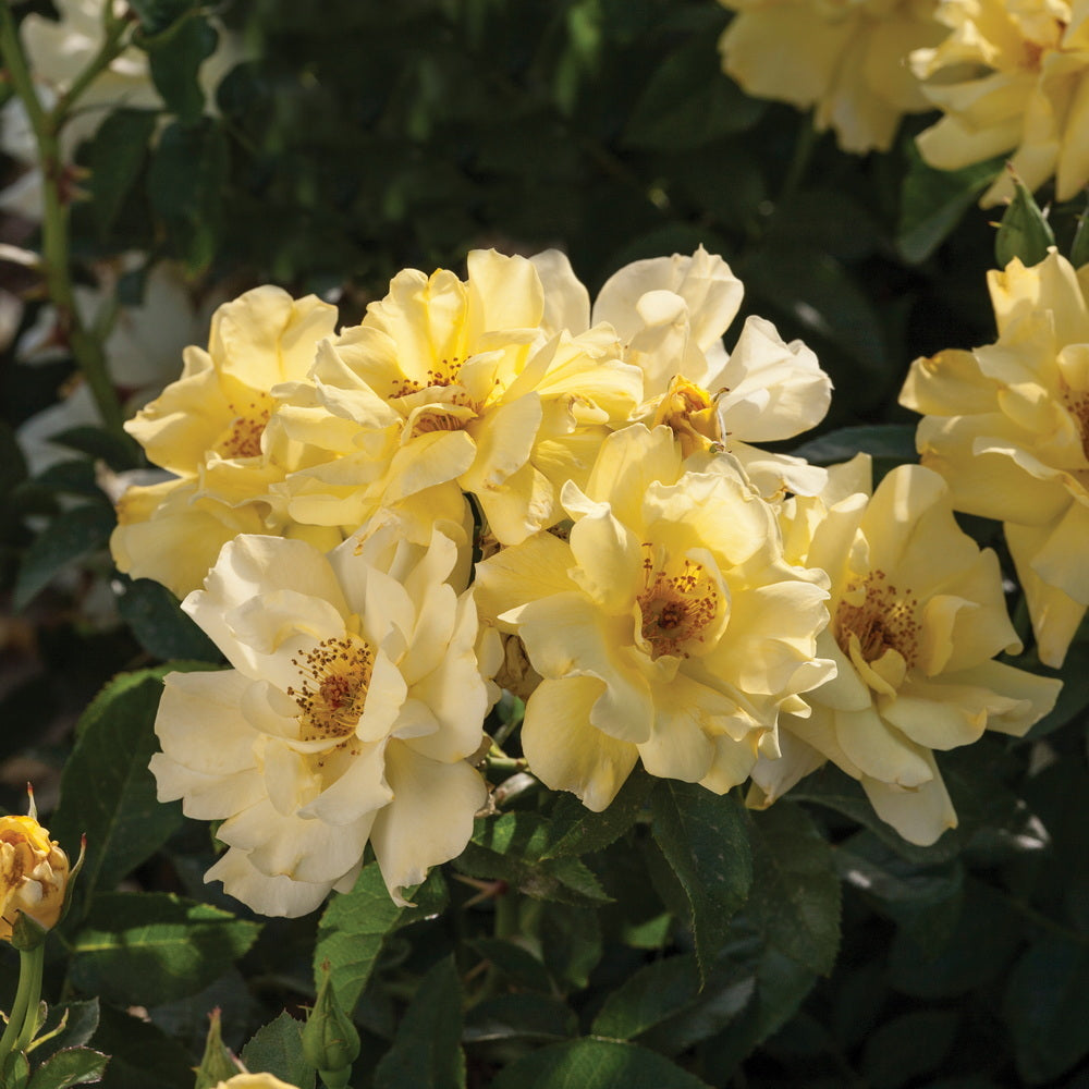 Lemon Drift® Rose – Gasper Home & Garden