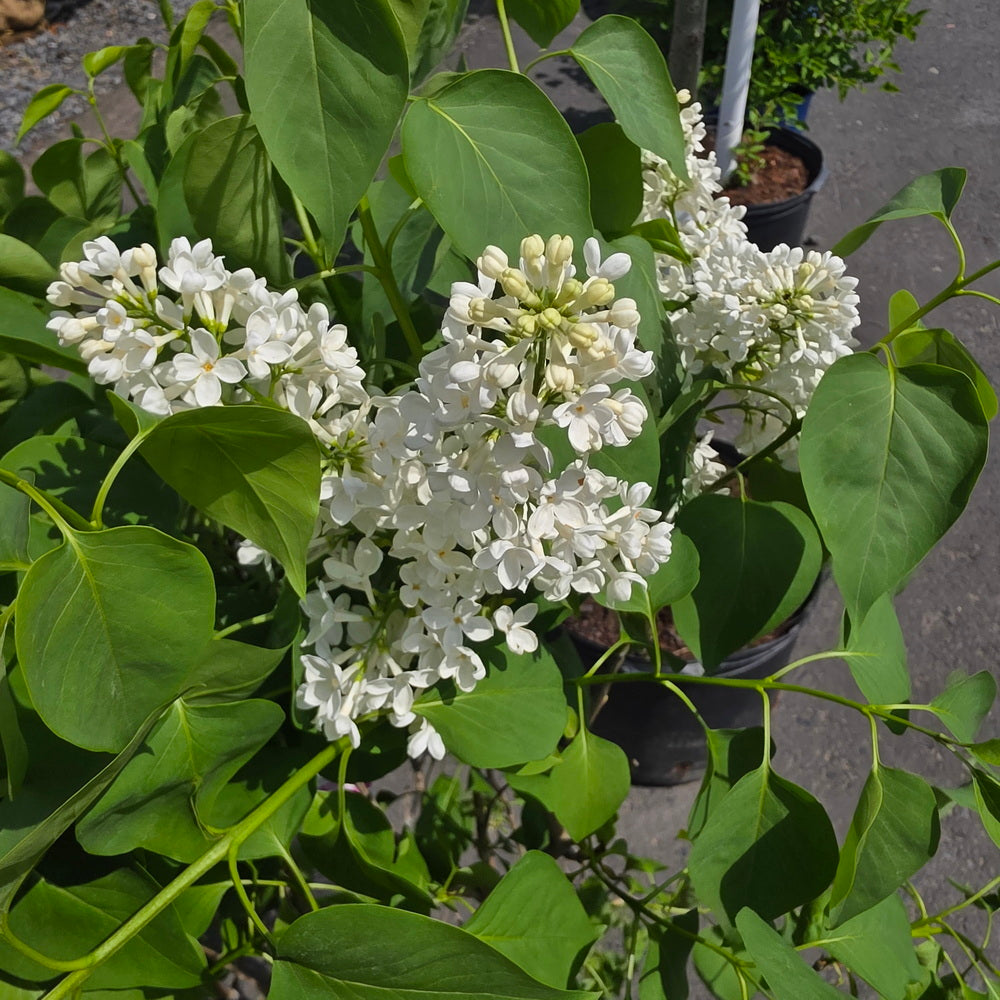 Primrose Lilac – Gasper Home & Garden