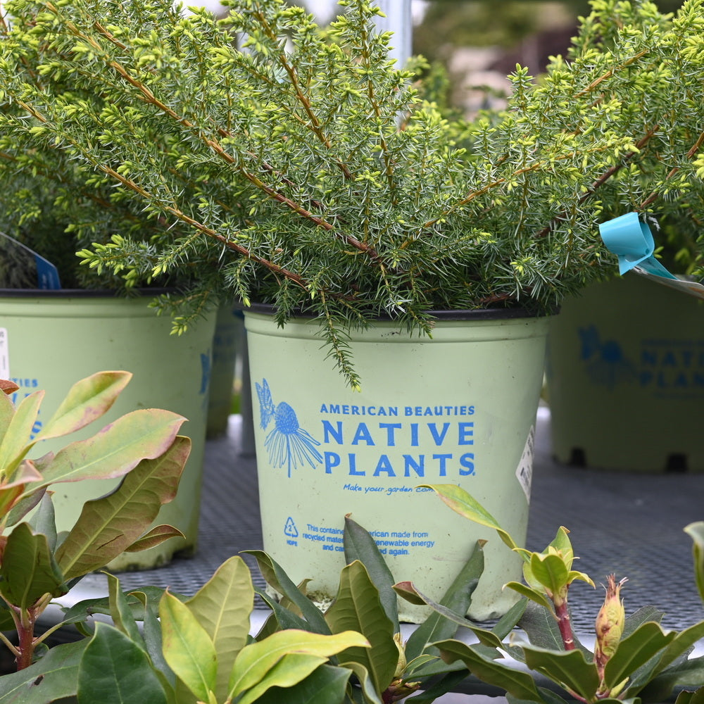 Blueberry Delight Juniper – Gasper Home & Garden