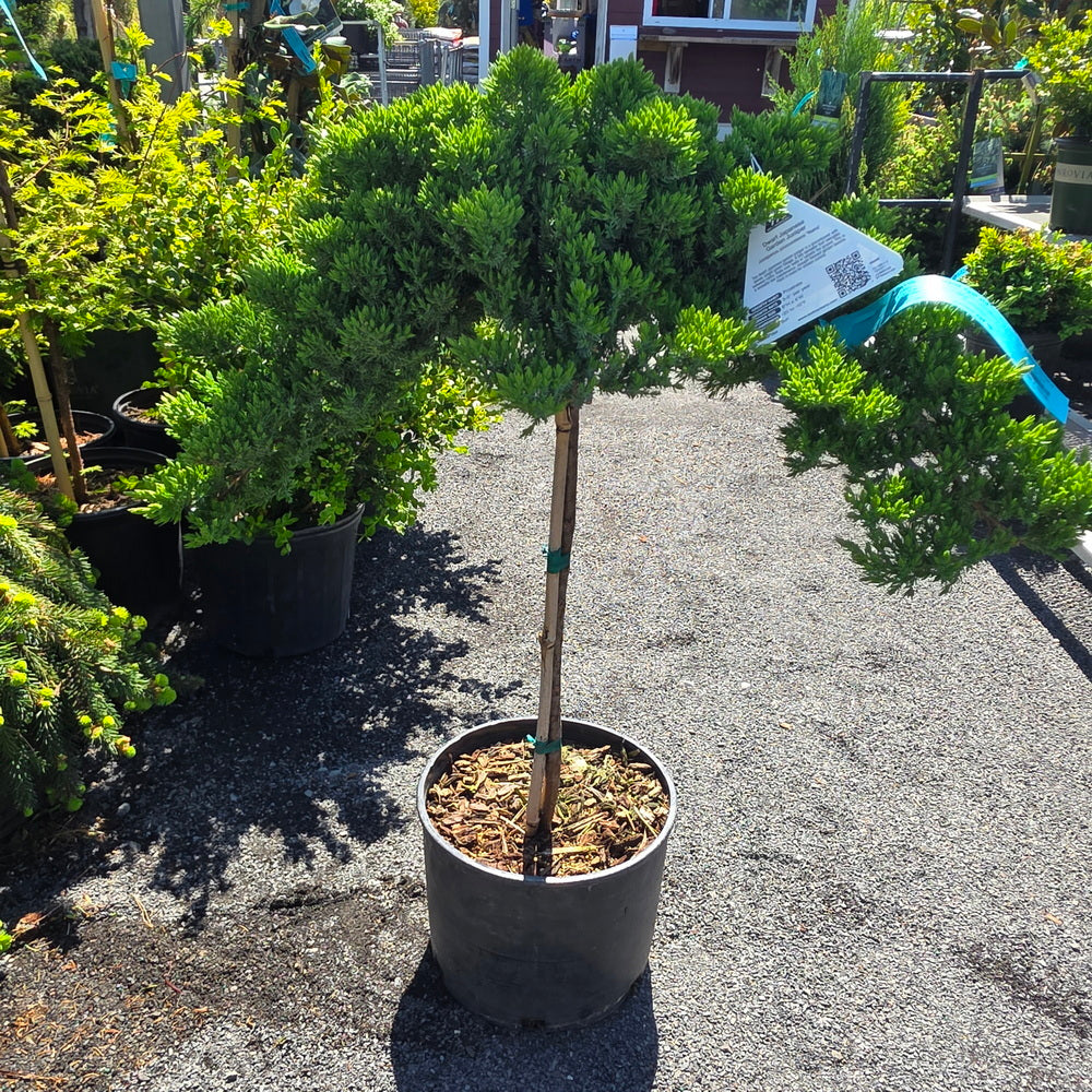Dwarf Japanese Garden Juniper - Tree Form – Gasper Home & Garden