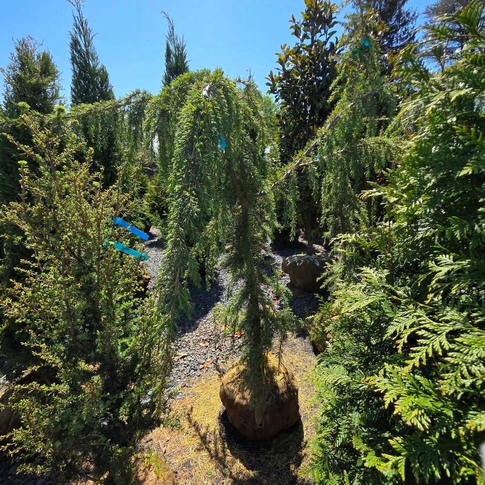 Weeping Blue Lebanon Cedar – Gasper Home & Garden