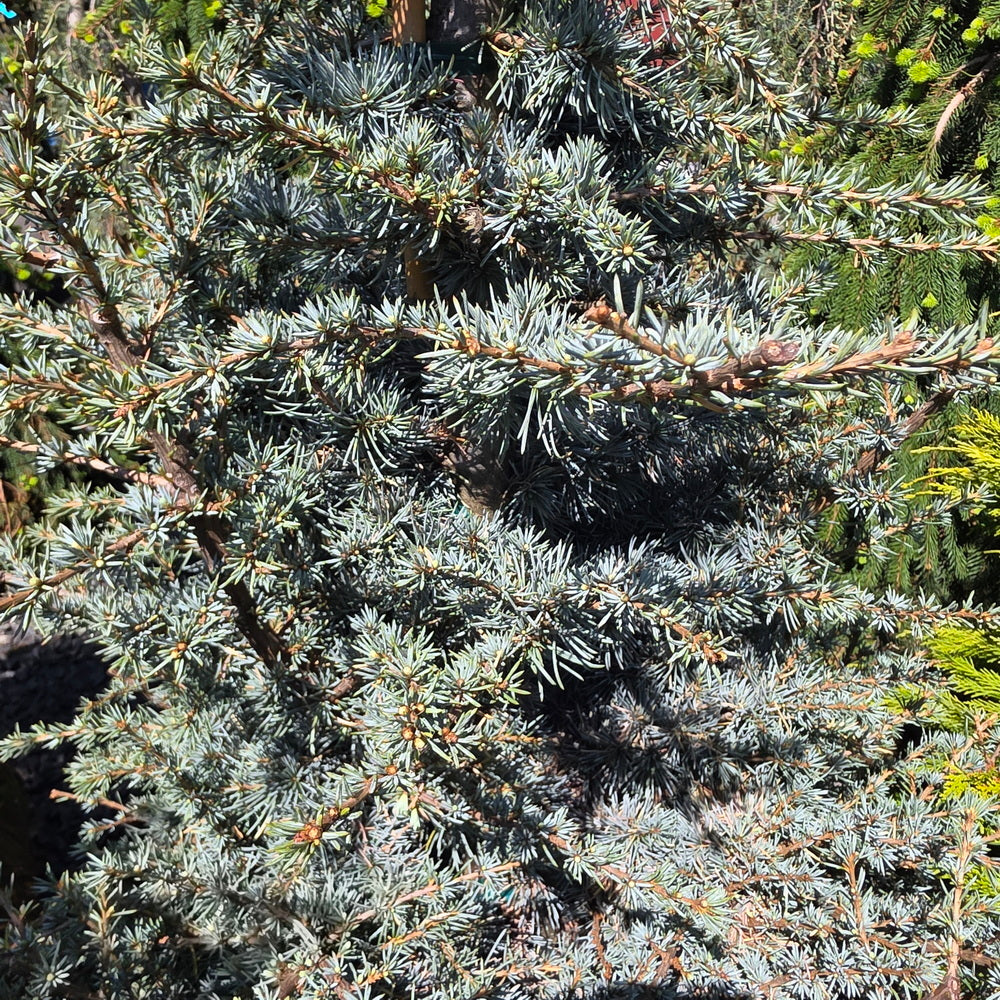 Horstmann Blue Atlas Cedar – Gasper Home & Garden