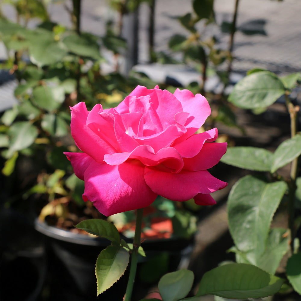 Perfume Delight™ Rose - Tree Form – Gasper Home & Garden