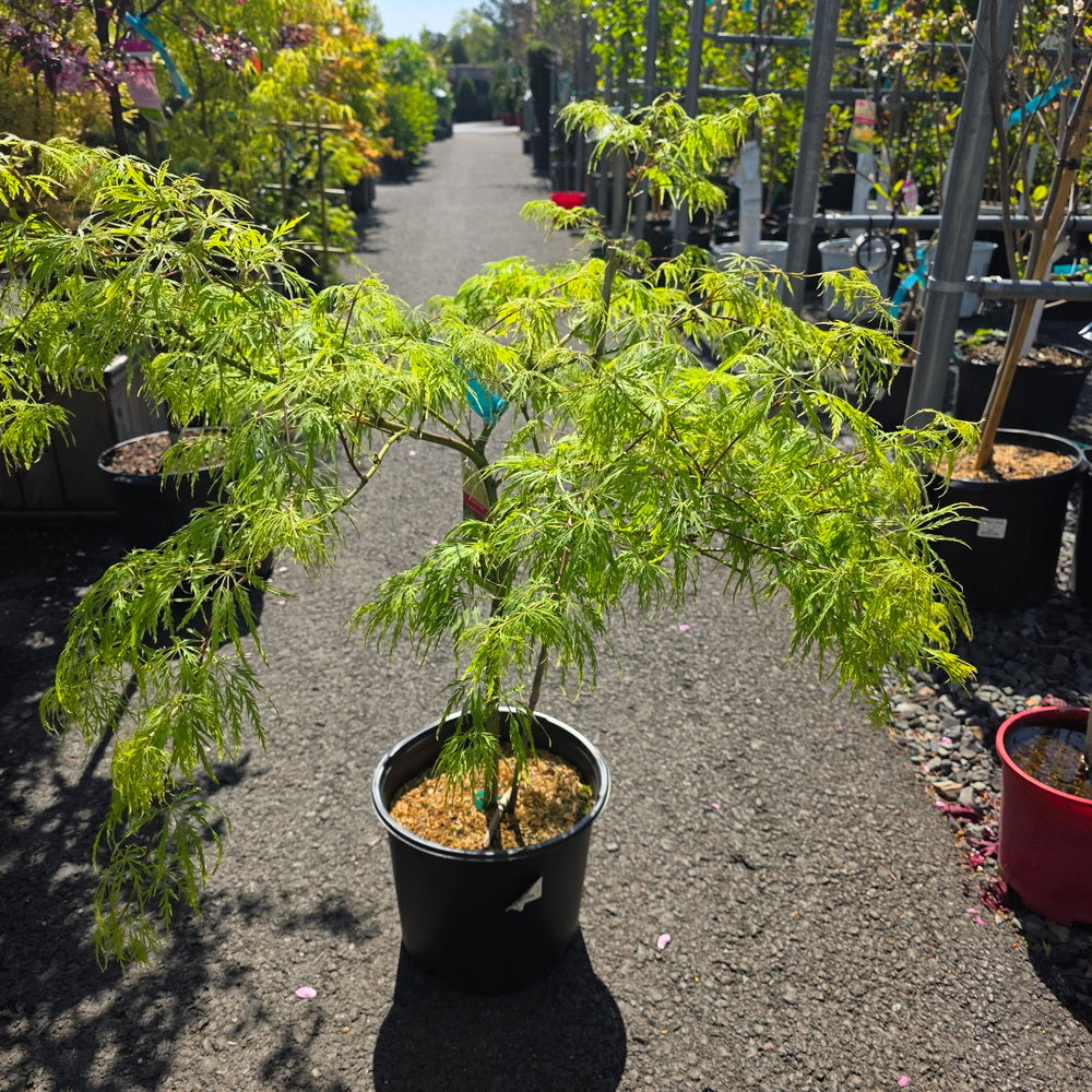 Waterfall Threadleaf Weeping Japanese Maple – Gasper Home & Garden
