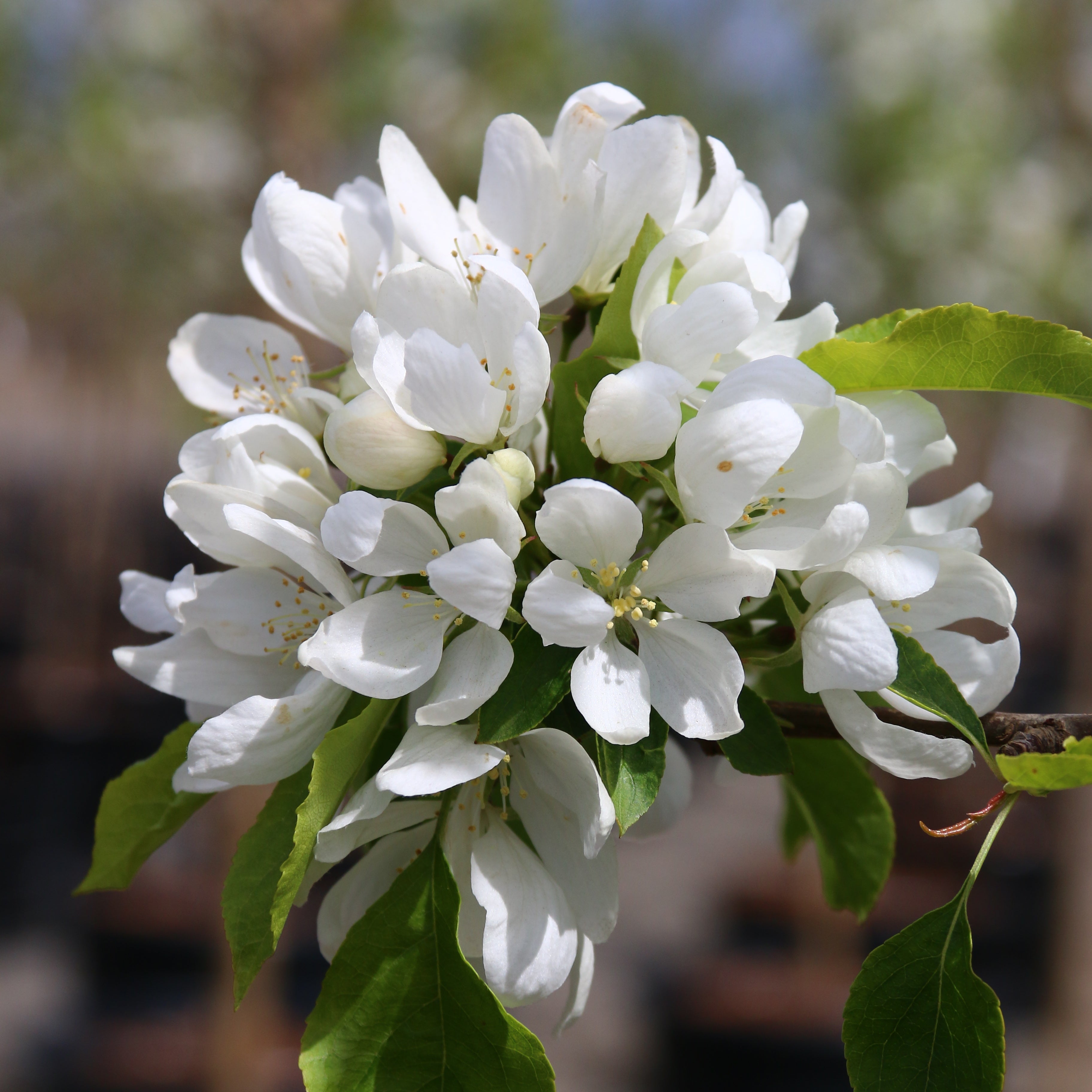 Spring Snow Flowering Crabapple – Gasper Home & Garden