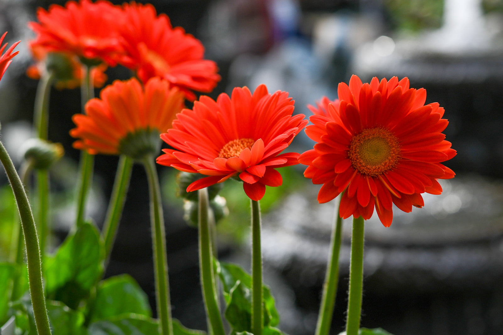 Gasper Home & Garden Center