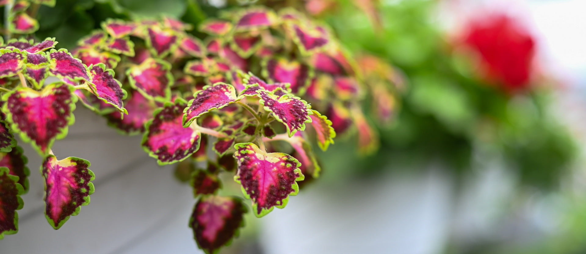 Gasper Home & Garden Center