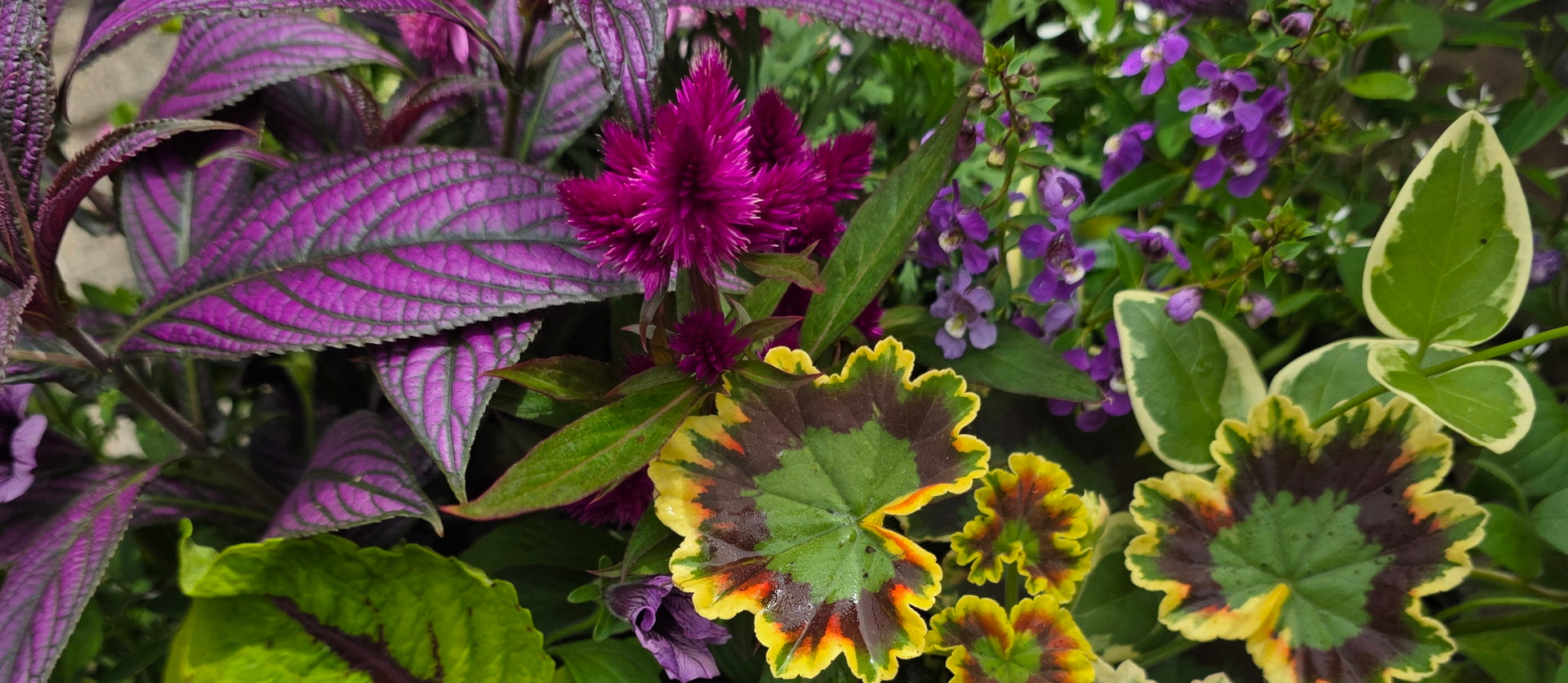 Gasper Home & Garden Center