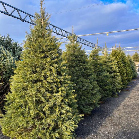Fresh Christmas Trees – Gasper Home & Garden